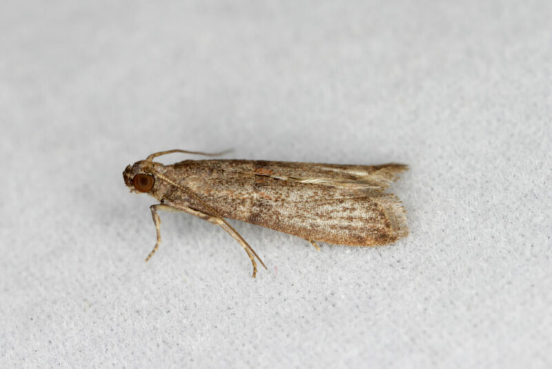 Koisa & vaatekoi: Opas niiden hävittämiseen (2025)